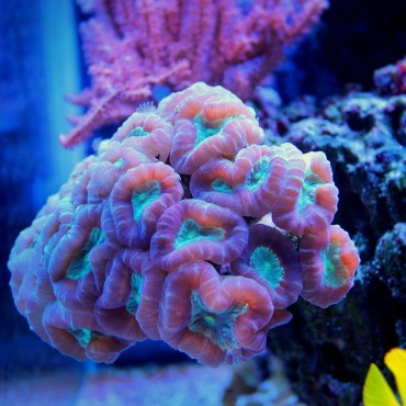 Clownfish Eggs | Breeding Clownfish at Home | FantaSEA Aquariums