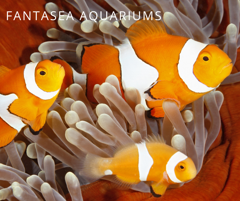 Clownfish Breeding | Raising Clownfish Fry | FantaSEA Aquariums